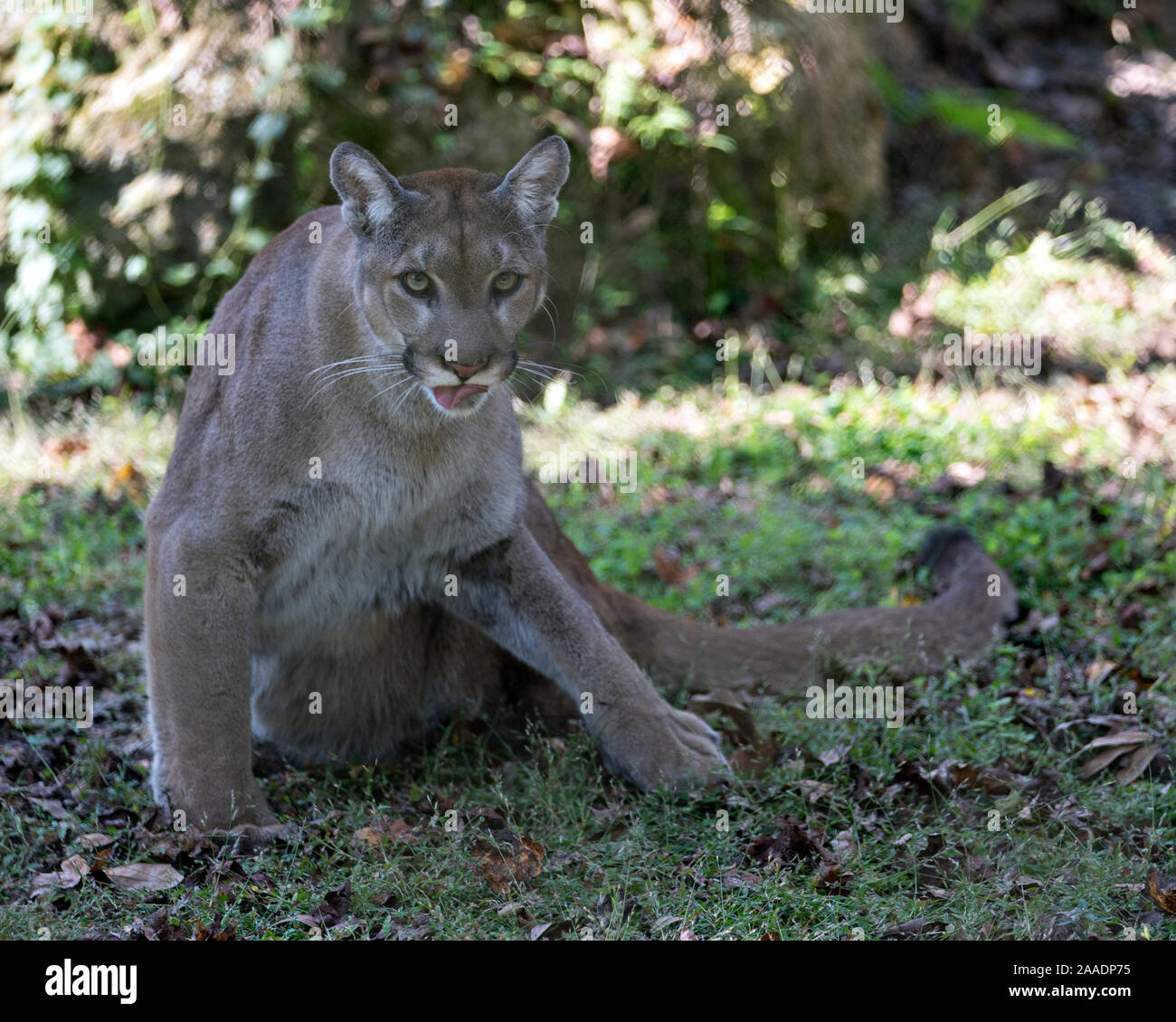 Florida Panther sitting on grass in its environment, while exposing its ...