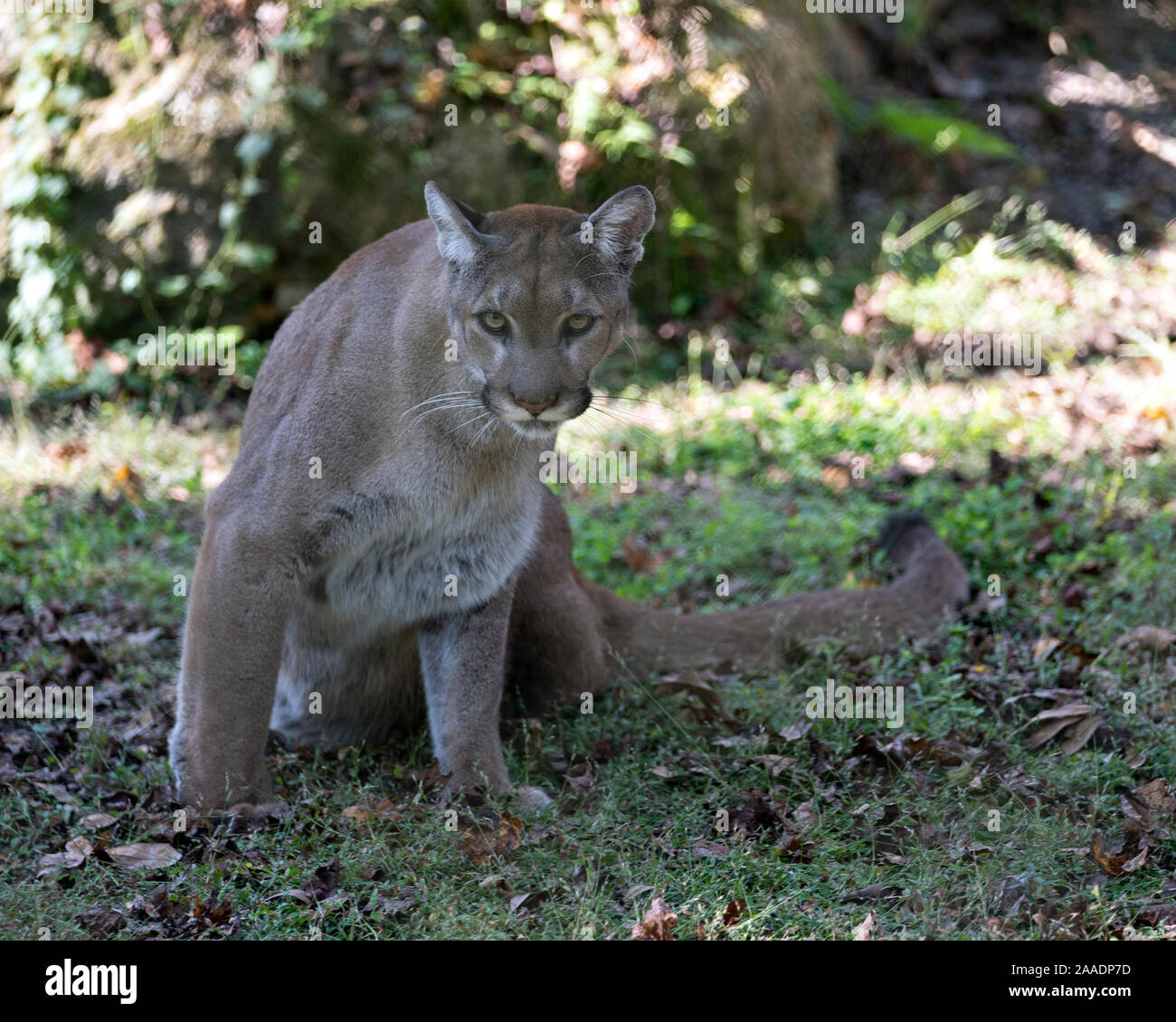 Florida Panther sitting on grass in its environment, while exposing its ...