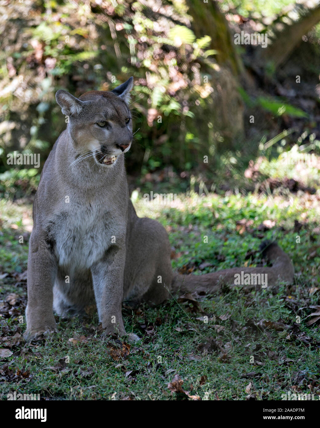 Florida Panther sitting on grass in its environment, while exposing its ...