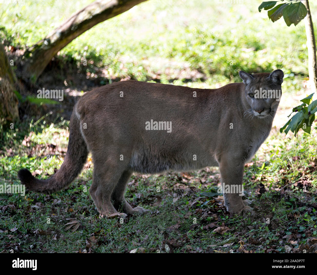 Florida Panther standing in its environment while exposing its body ...