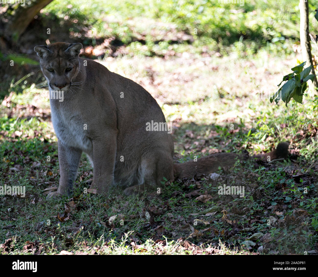 Florida Panther resting in its environment while exposing its body ...