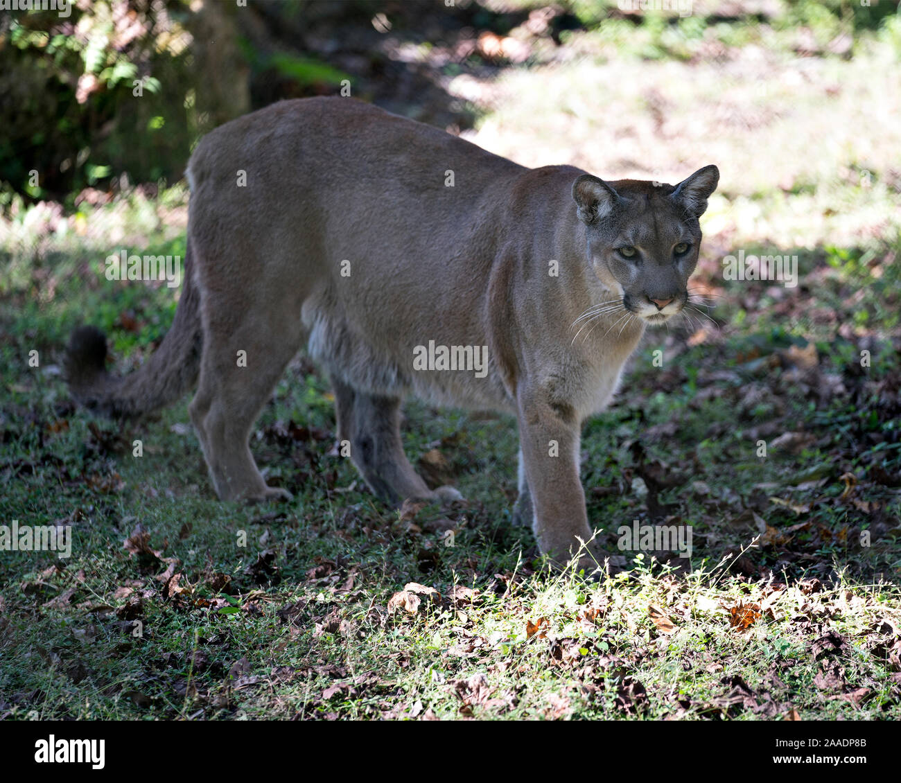 Florida Panther standing in its environment while exposing its body ...
