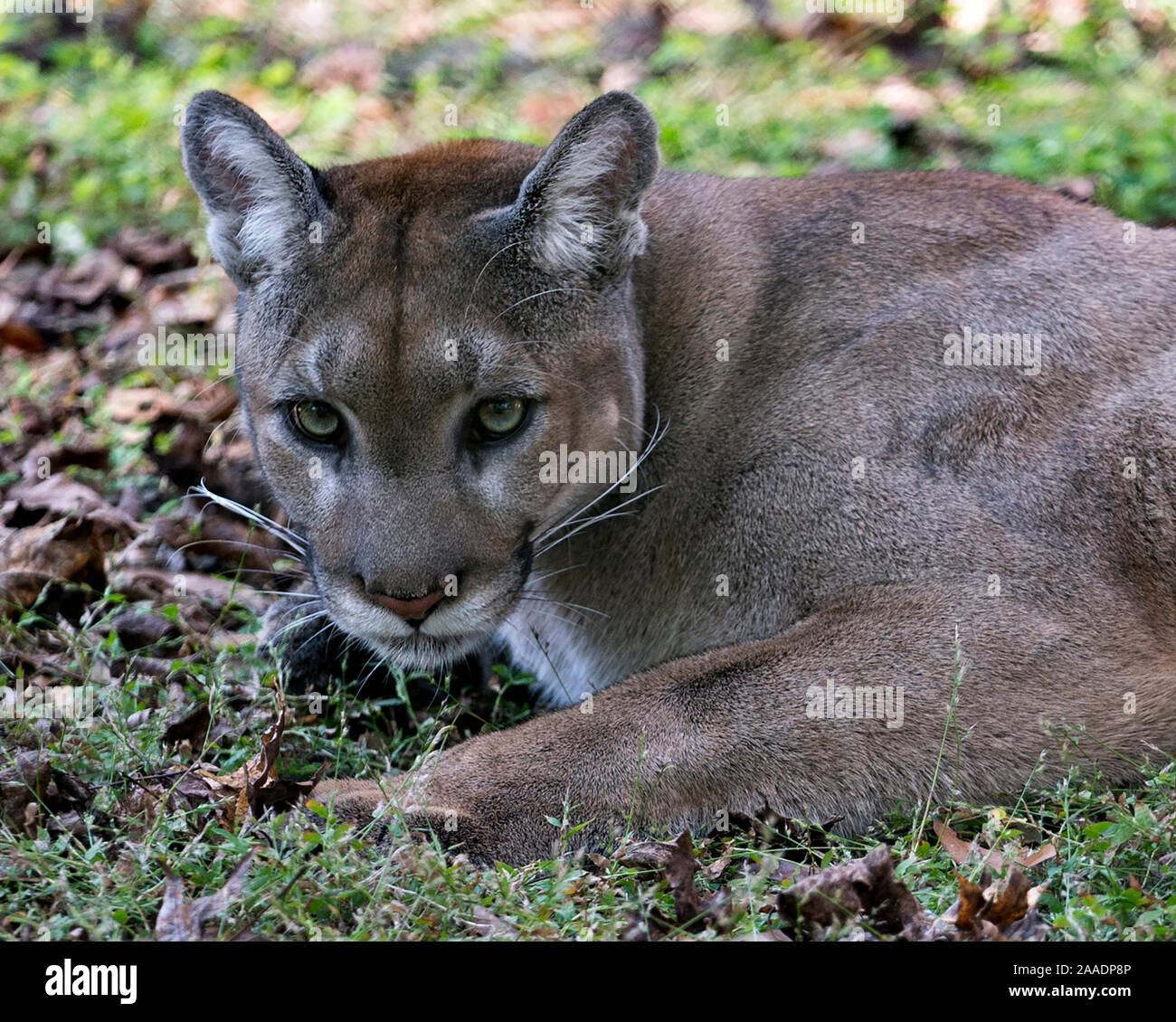 Florida Panther close-up face looking at you in its environment while ...