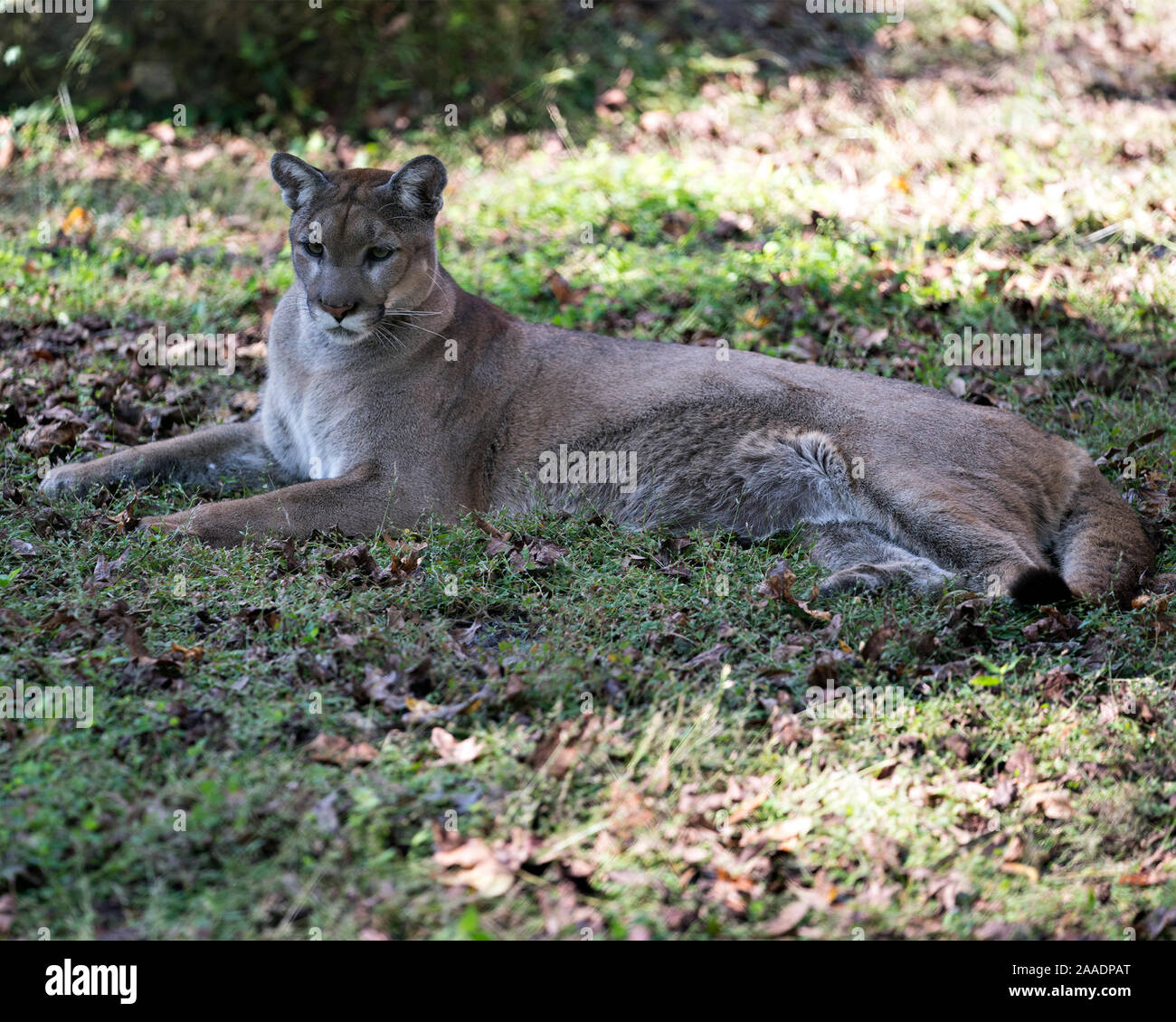 Florida Panther resting in its environment while exposing its body ...