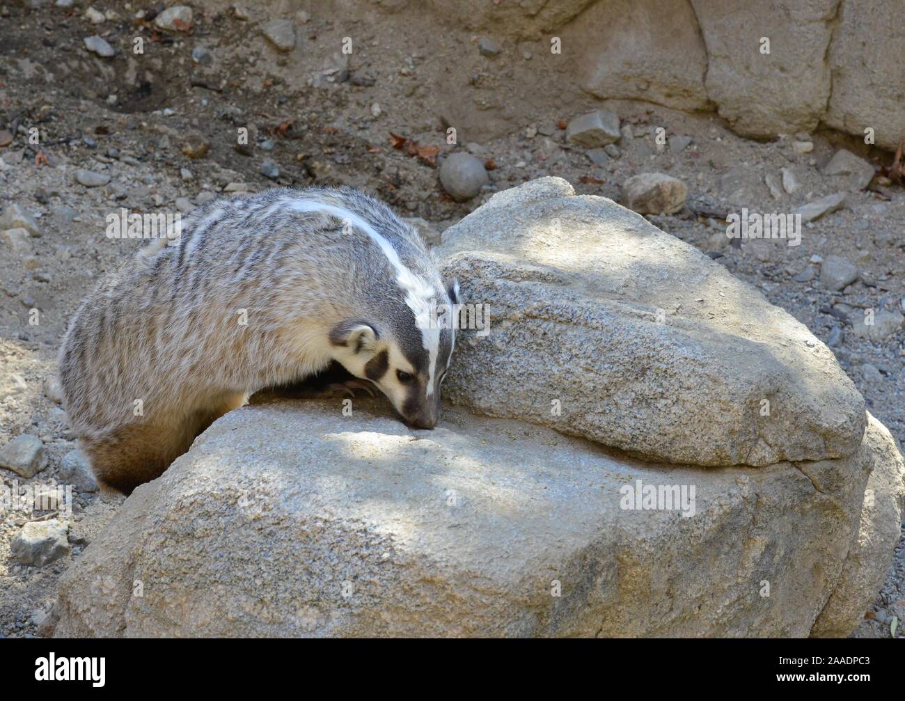 American Badger in a Zoo in America Stock Photo - Alamy