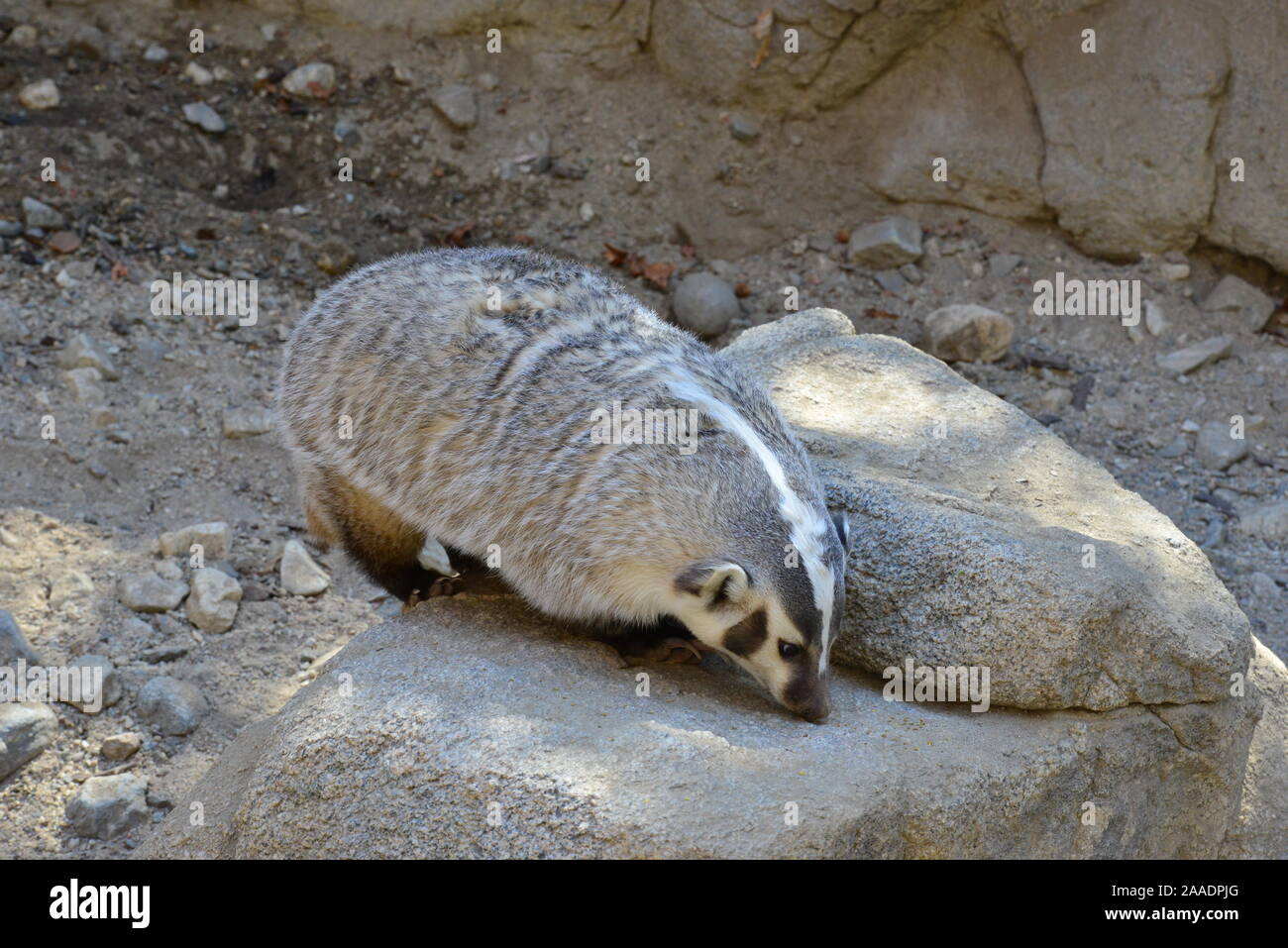 American badger nose hi-res stock photography and images - Alamy