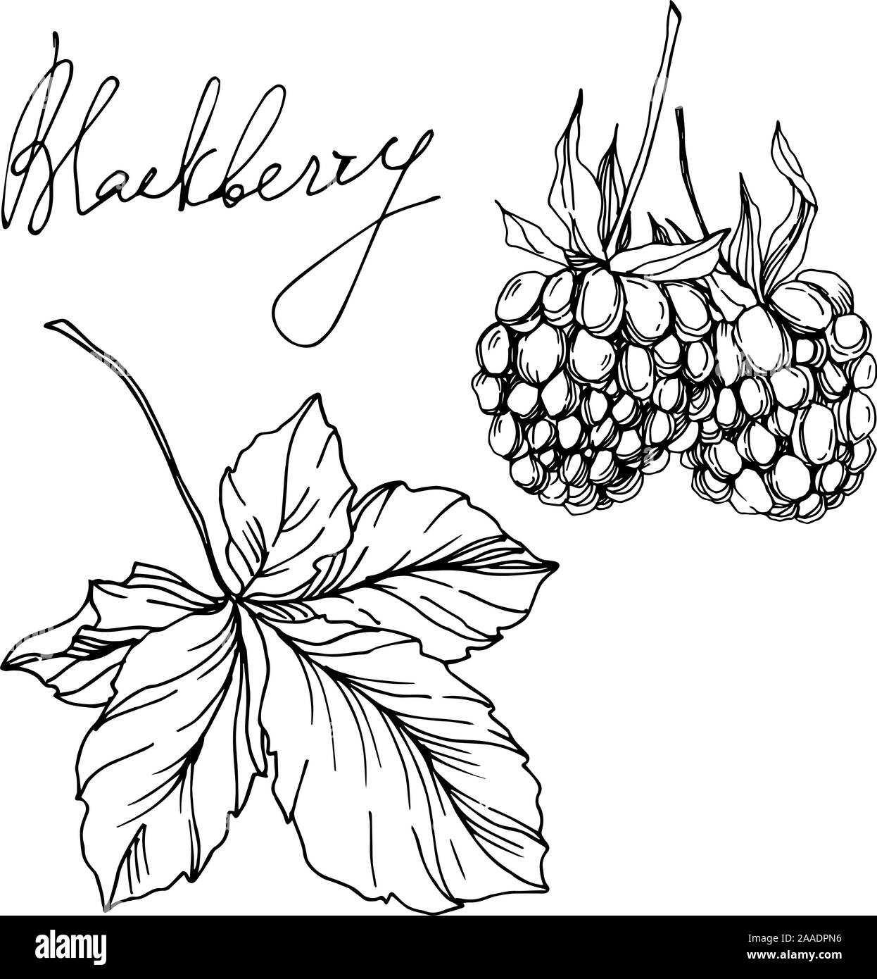 Blackberry healthy food. Black and white engraved ink art. Isolated ...
