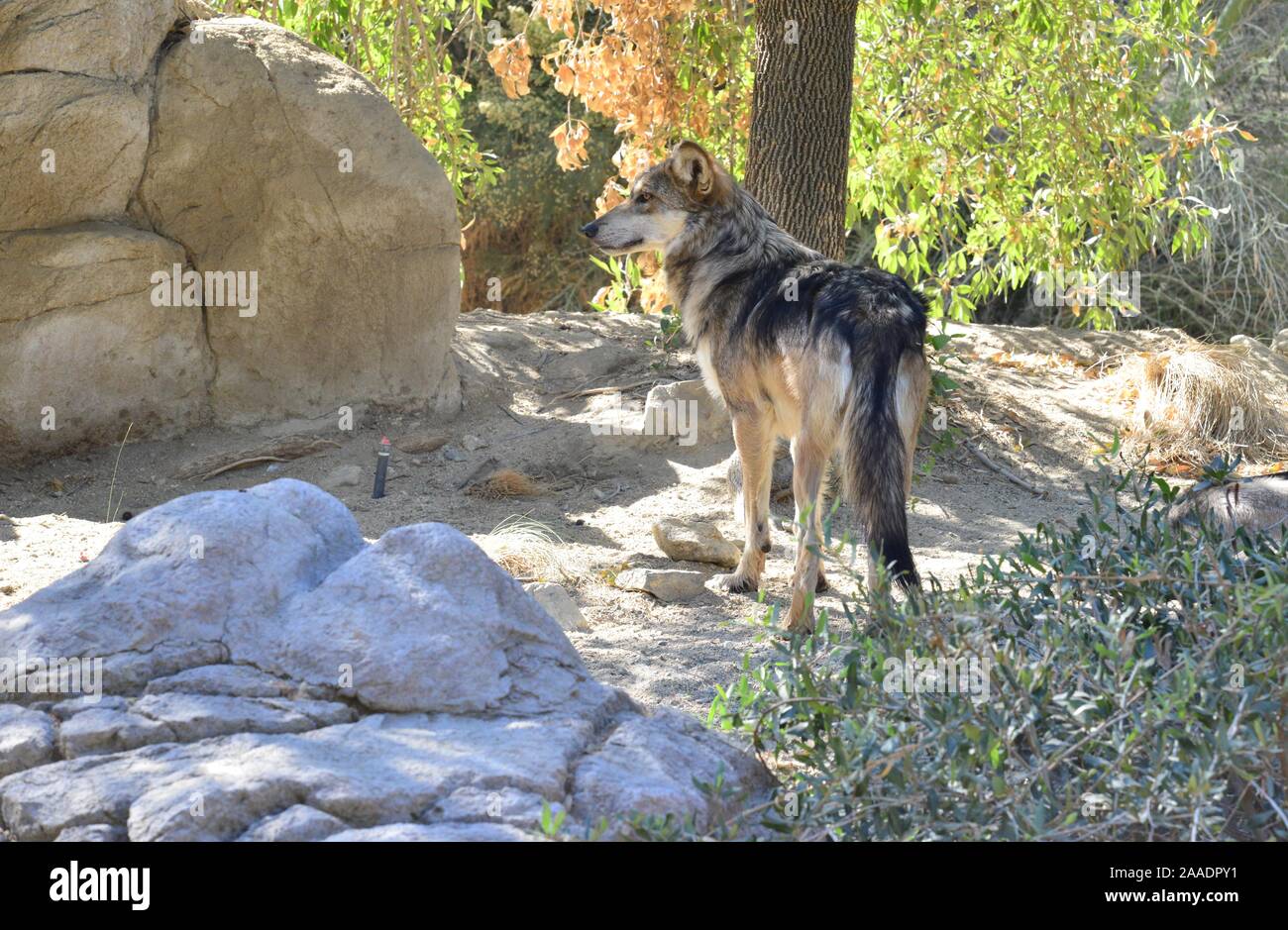 Mexican wolf at an American zoo Stock Photo - Alamy