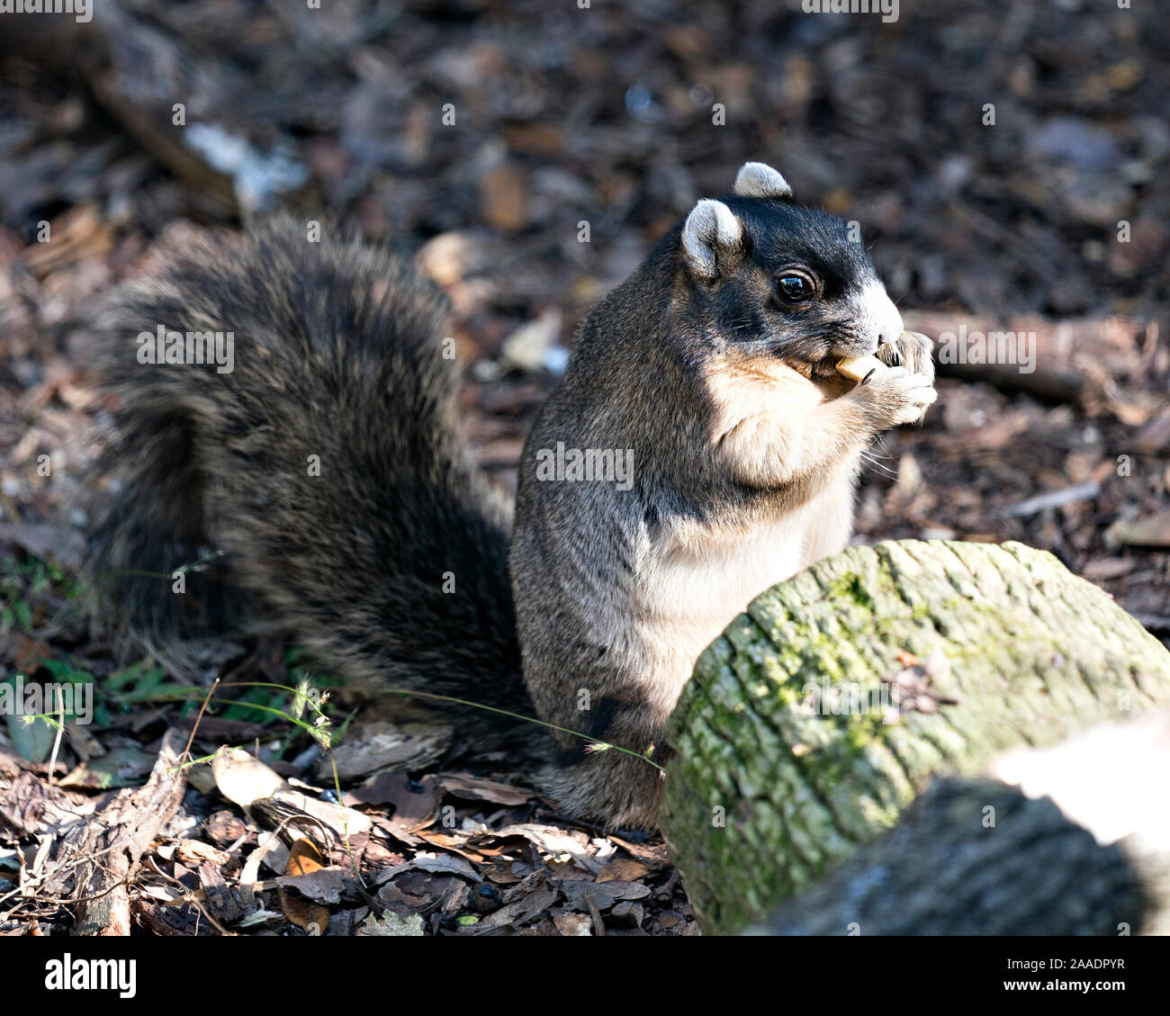 Sherman's Fox Squirrel foraging in its surrounding and environment with ...