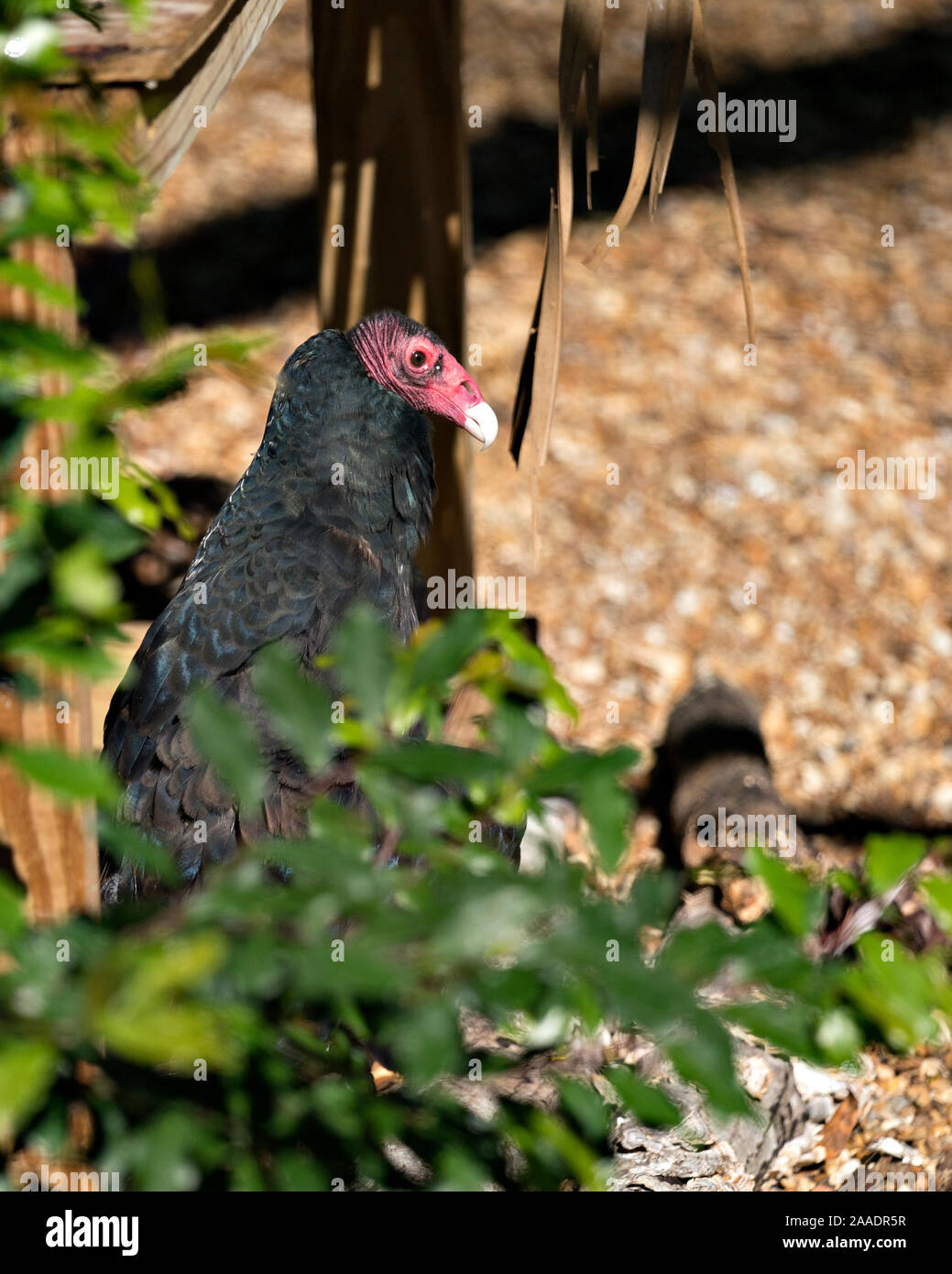Black vulture beak hi-res stock photography and images - Alamy