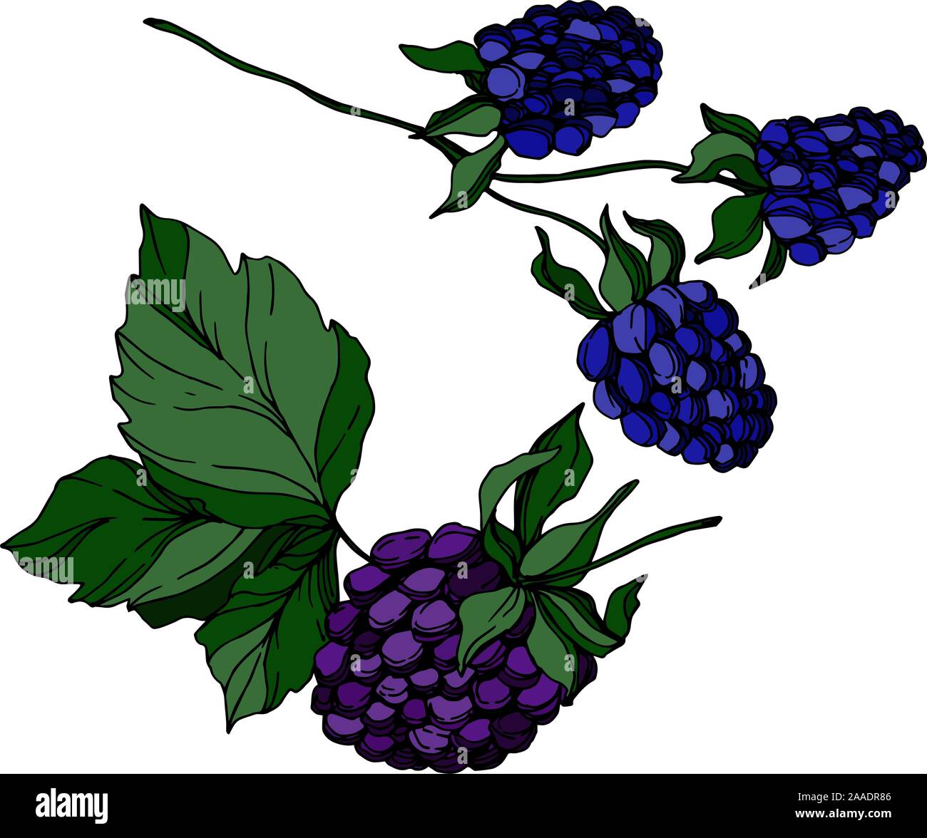 Blackberry healthy food. Black and white engraved ink art. Isolated ...