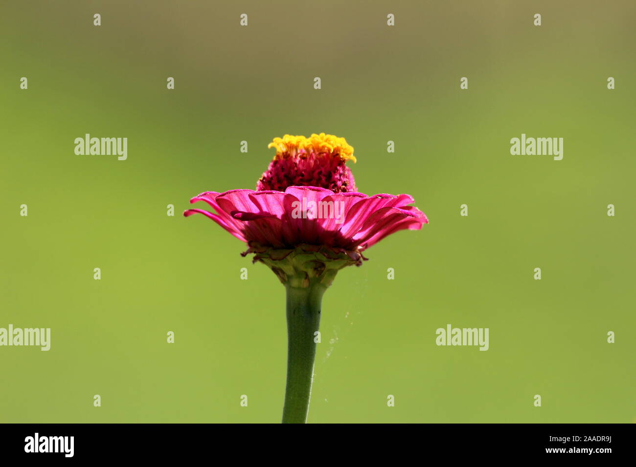 Single Zinnia flowering plant with fully open blooming layered pink ...
