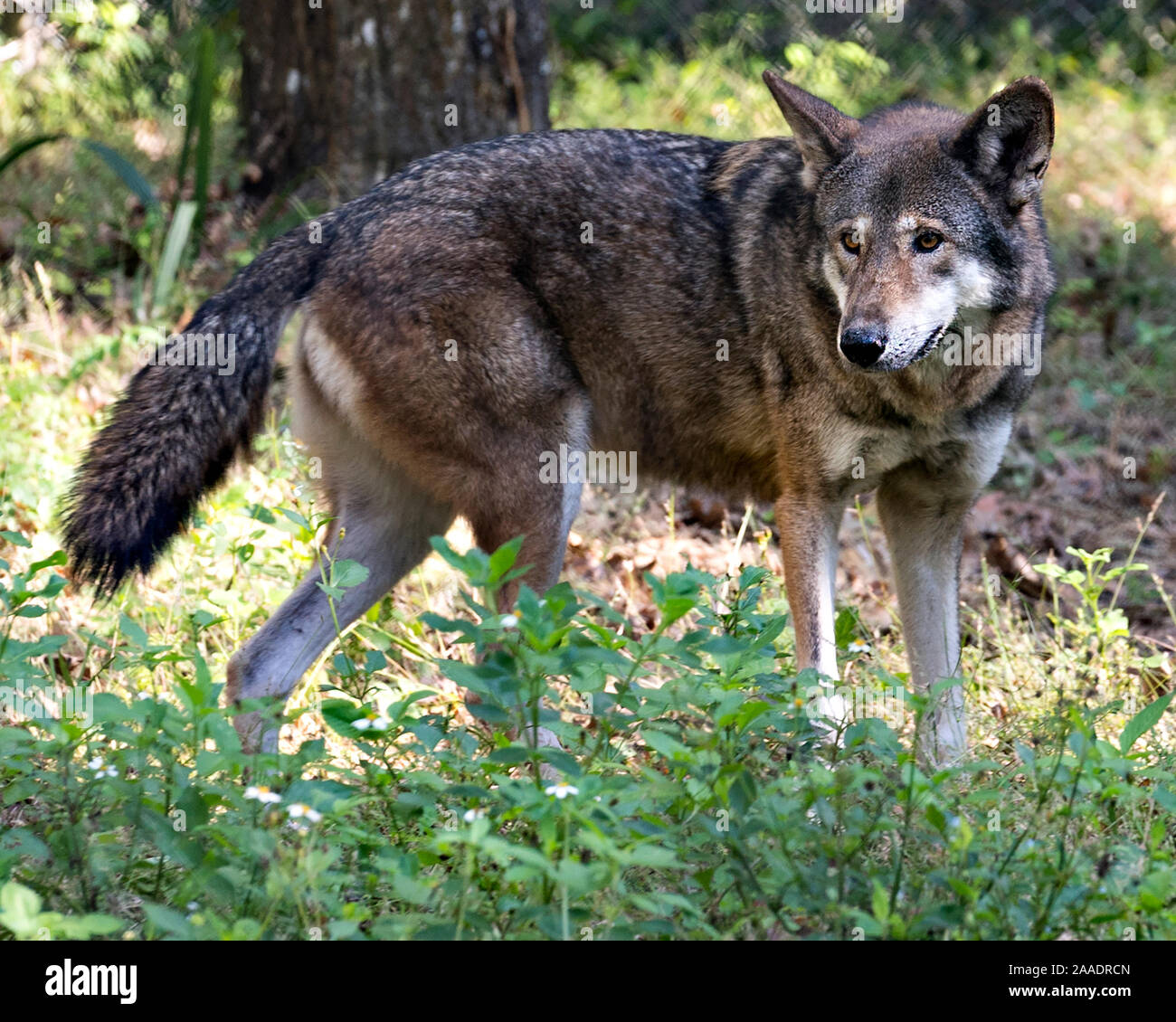 Wolf (Red Wolf) walking in the field with a close up viewing of its ...
