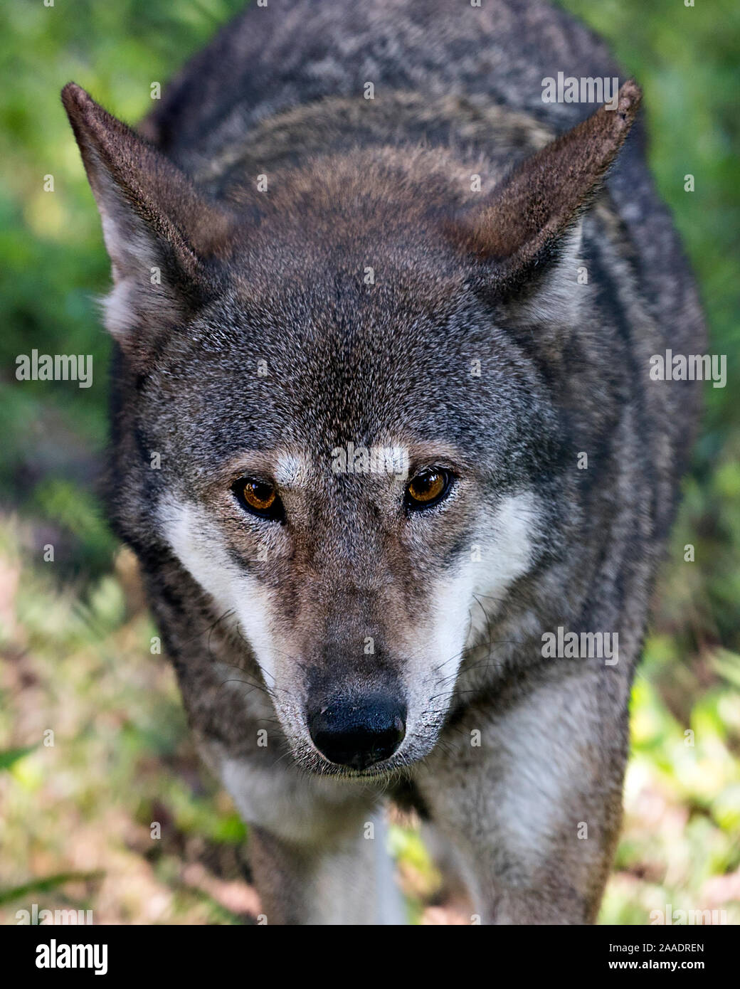 Wolf (Red Wolf) walking in the field with a close up viewing of its ...