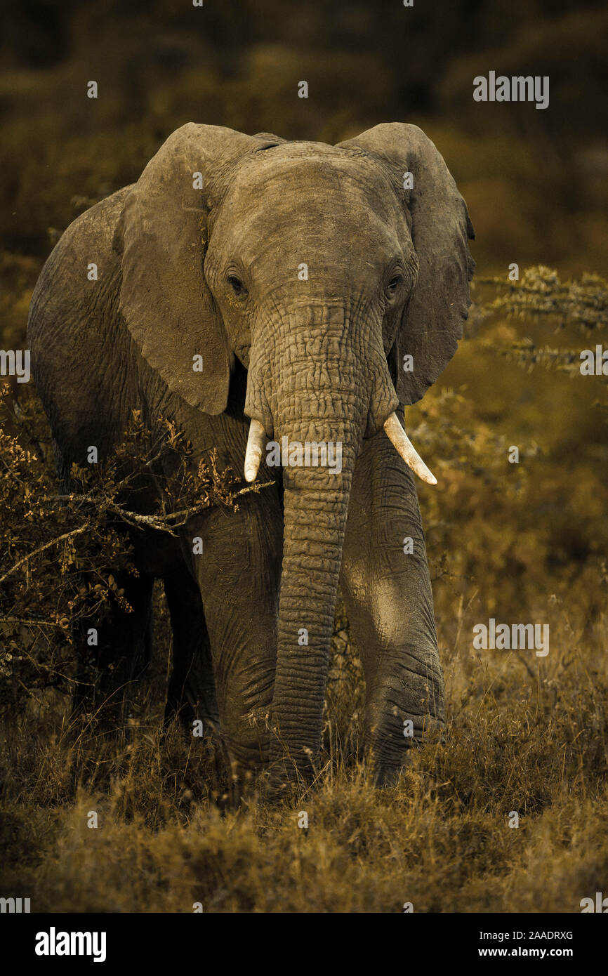 Elephant tembo hi-res stock photography and images - Alamy