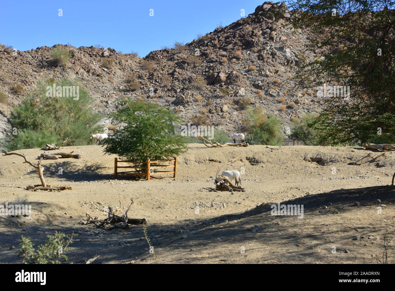 A desert land scape in Los Angeles Stock Photo - Alamy