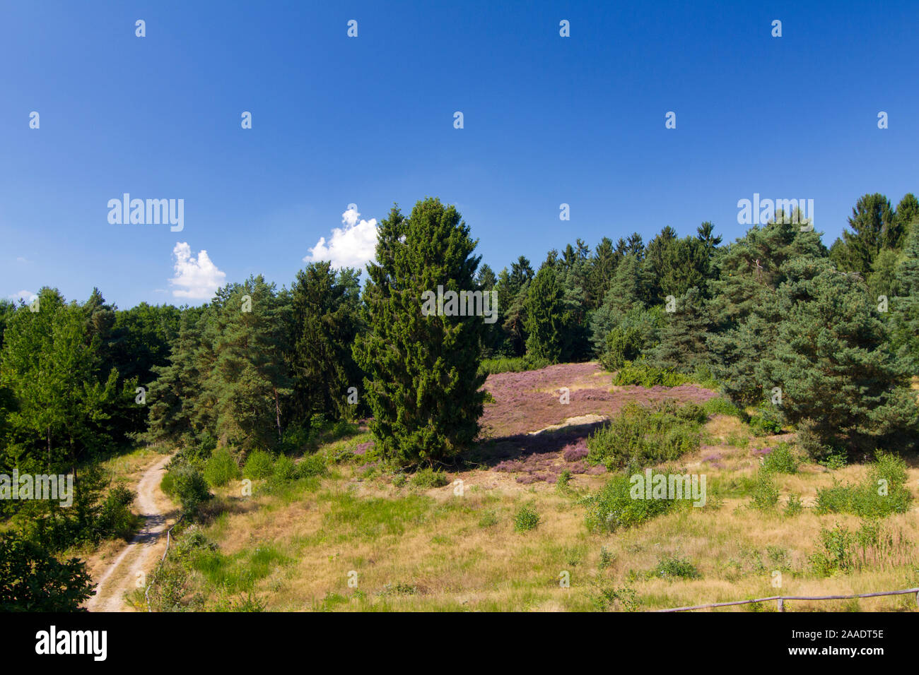 Deutschland,Hessen,Taunus,Usingen,Heidelandschaft bei den Eschbacher ...