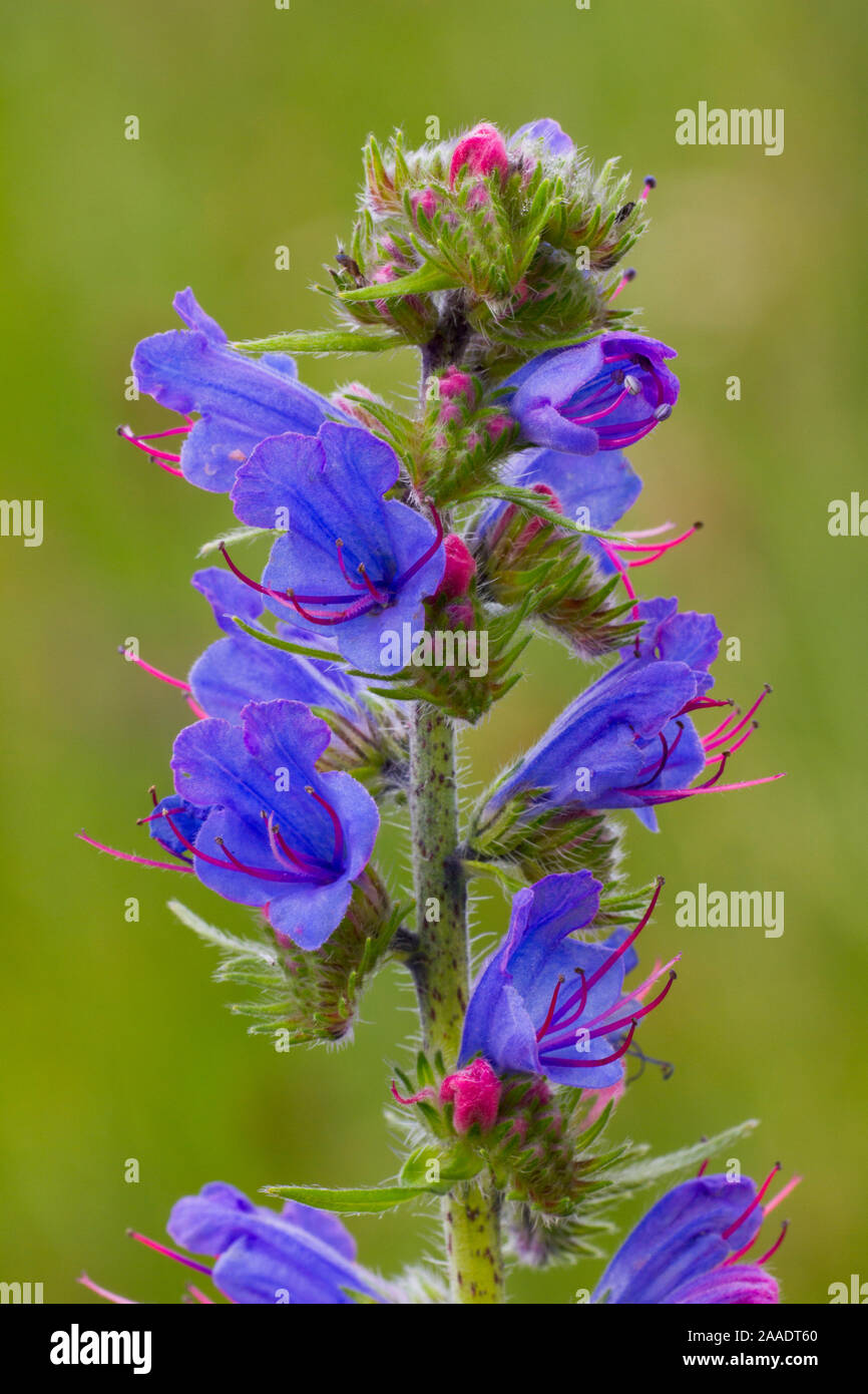 Stolzer heinrich hi-res stock photography and images - Alamy
