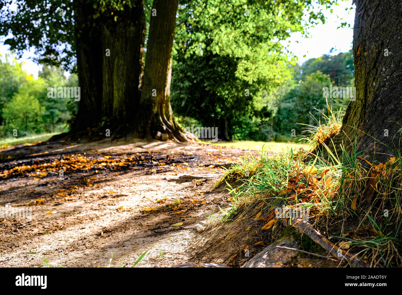 For wallpaper design. Abstract orange background. Autumn forest ...