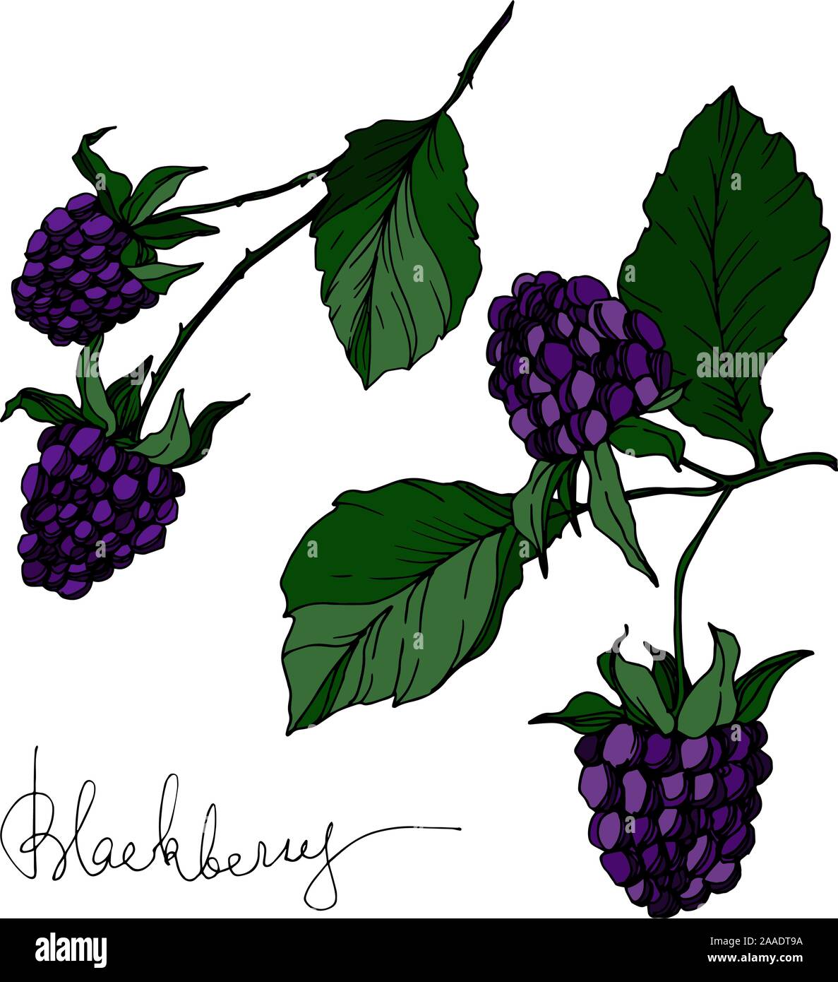 Blackberry healthy food. Black and white engraved ink art. Isolated ...