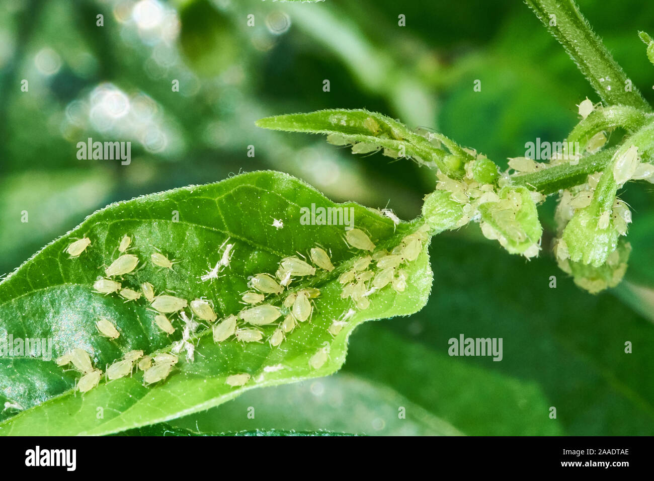 small aphid on a green leaf in the open air Stock Photo - Alamy