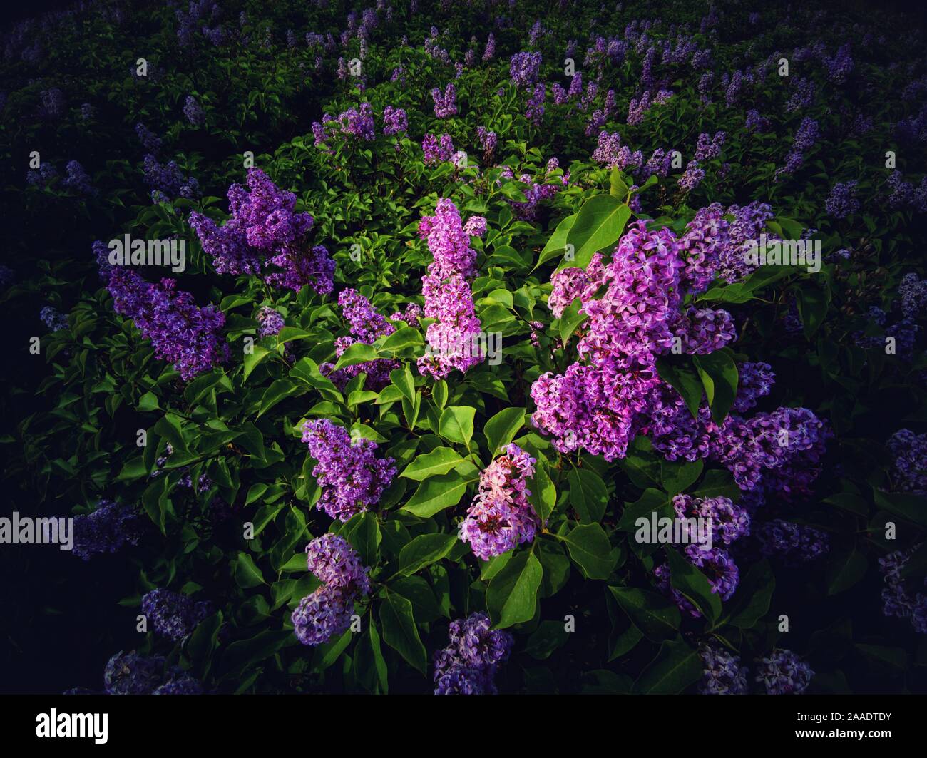 Blooming lilac in spring park hi-res stock photography and images - Alamy