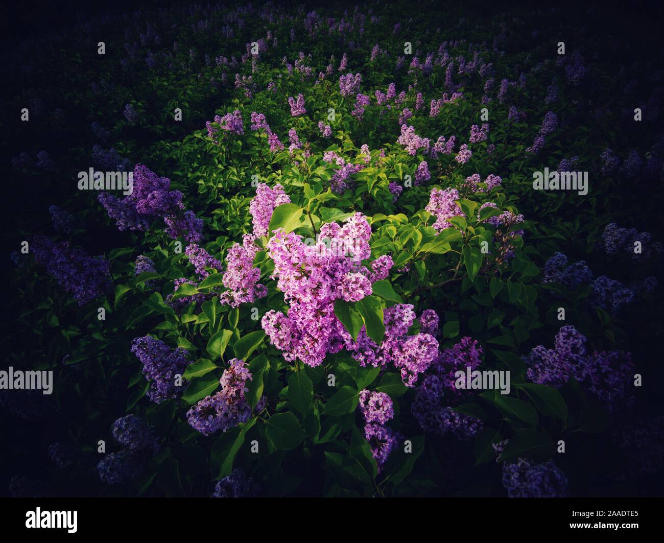 Blooming lilac in spring park hi-res stock photography and images - Alamy