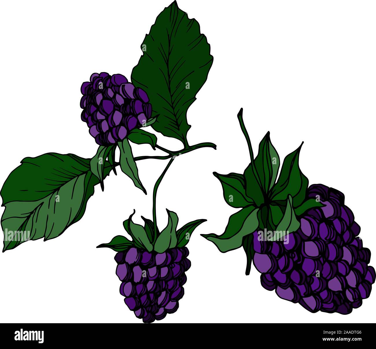 Blackberry healthy food. Black and white engraved ink art. Isolated ...