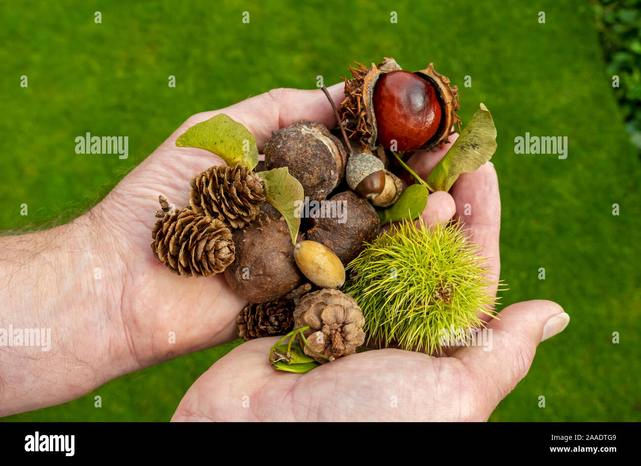 Close up of person man holding a selection collection of tree seeds ...