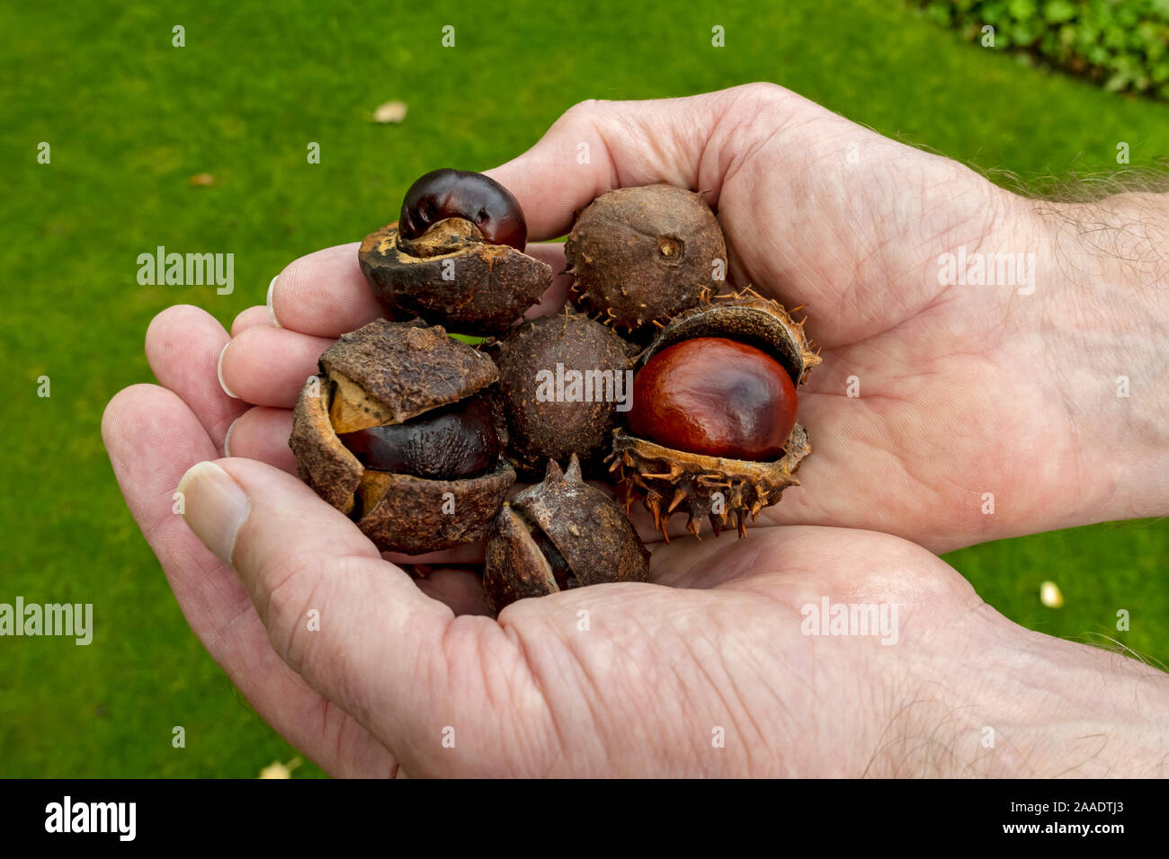 Close up of person man holding fallen conker conkers in autumn England ...