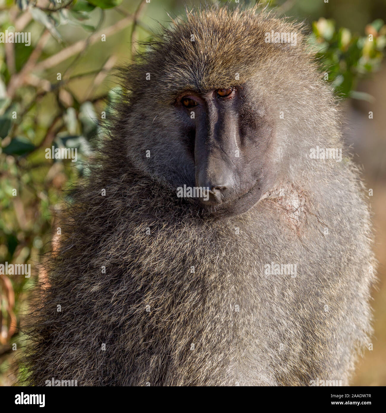 A single male Olive Baboon, head and shoulders portrait, close view ...