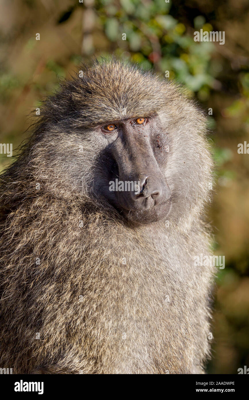 A single male Olive Baboon, head and shoulders portrait, close view ...