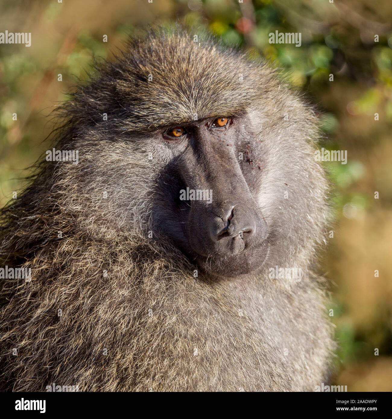 Portrait format head and shoulders hi-res stock photography and images ...