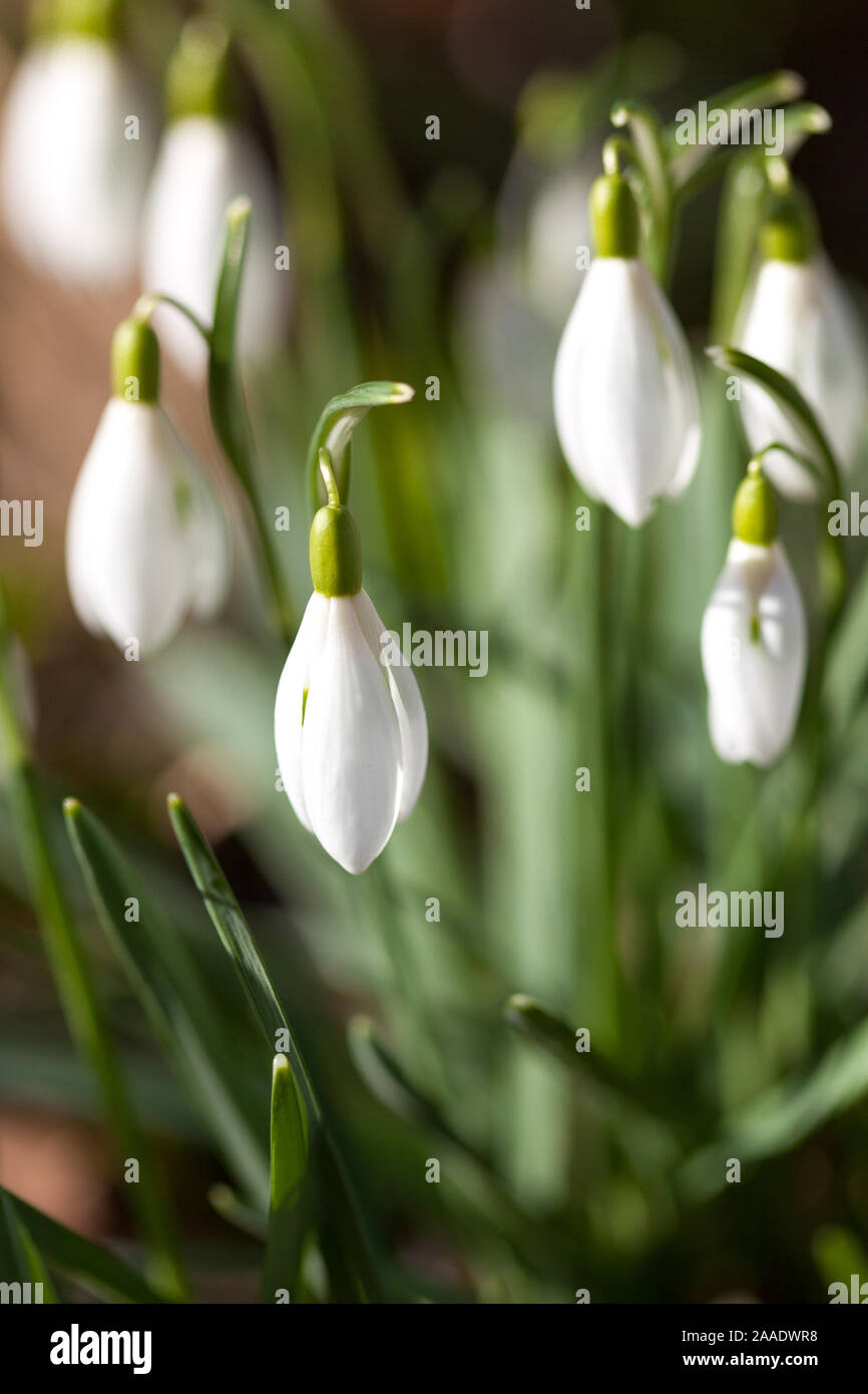 Scottish woodland flowers hi-res stock photography and images - Alamy