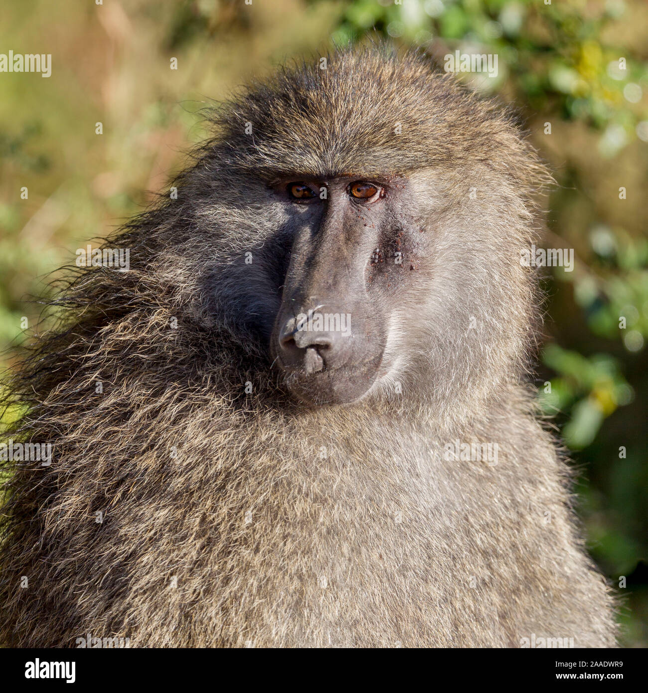 A single male Olive Baboon, head and shoulders portrait, close view ...