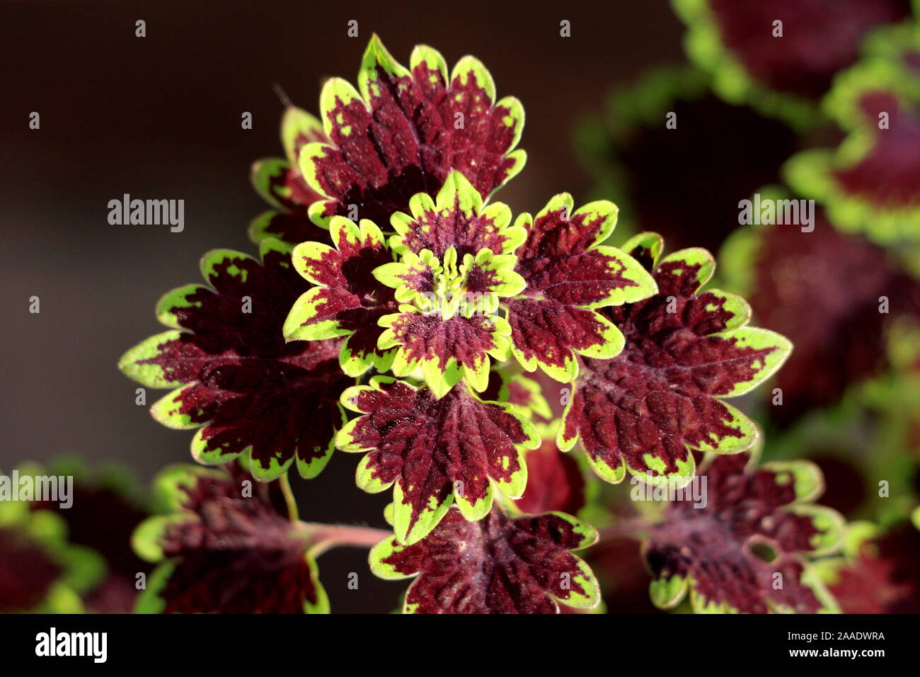 Top view of Coleus or Plectranthus scutellarioides or Painted nettle or Coleus blumei or ...