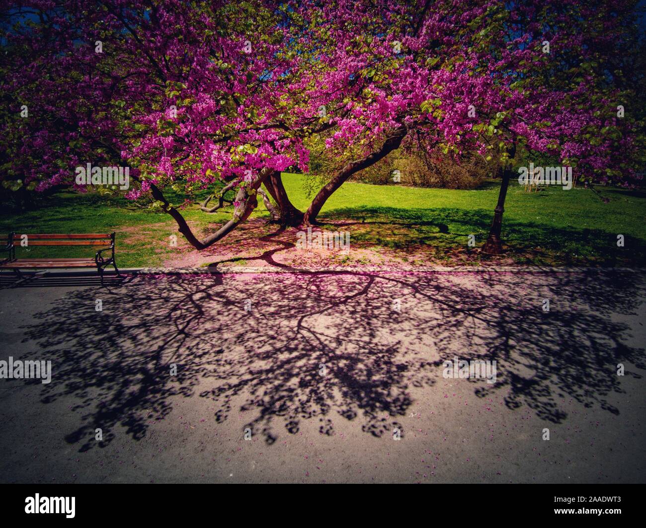 Spring in the park. Lilac tree and bench for relaxation Stock Photo - Alamy
