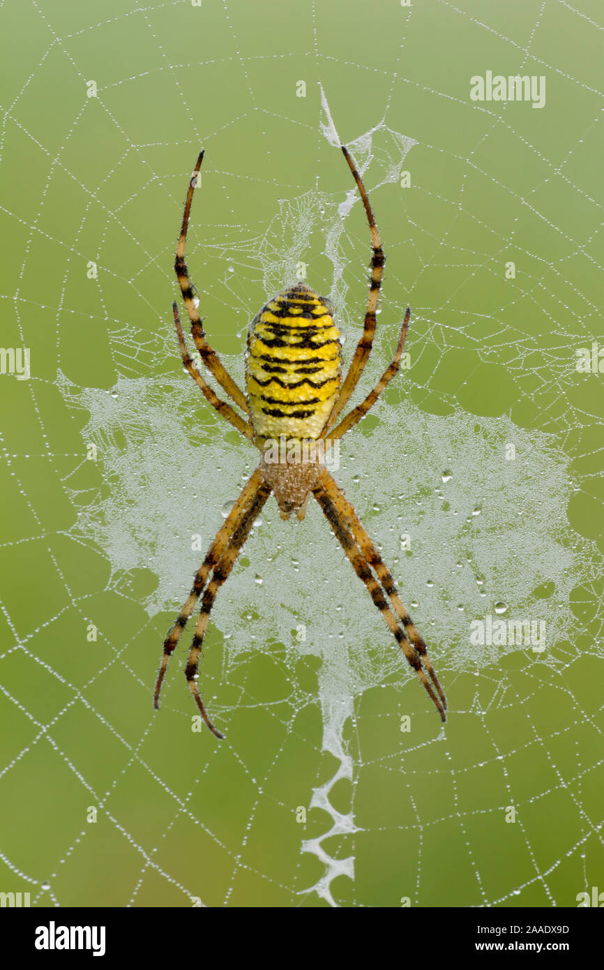 Art wespenspinne hi-res stock photography and images - Alamy
