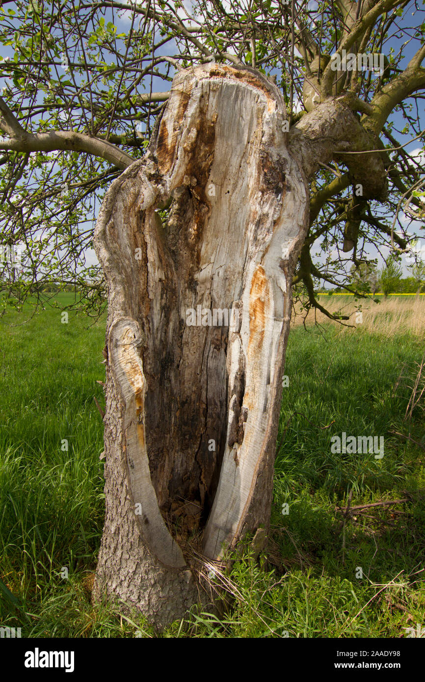 Obstbaum hi-res stock photography and images - Alamy