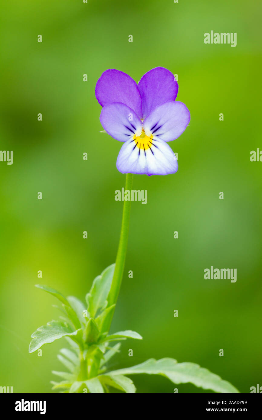 Viola tricolor ssp tricolor hi-res stock photography and images - Alamy