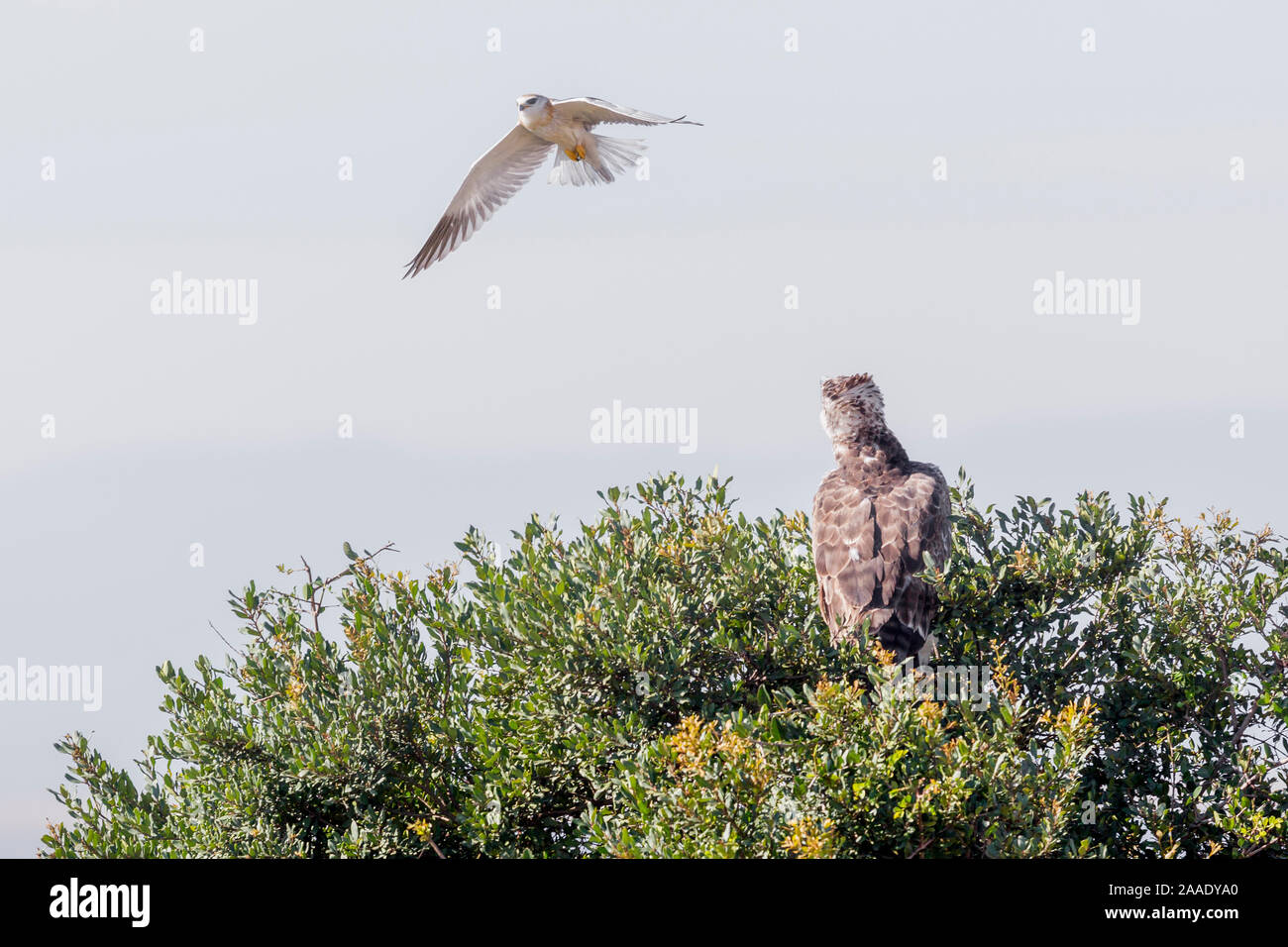 Mobbing in animals hi-res stock photography and images - Alamy