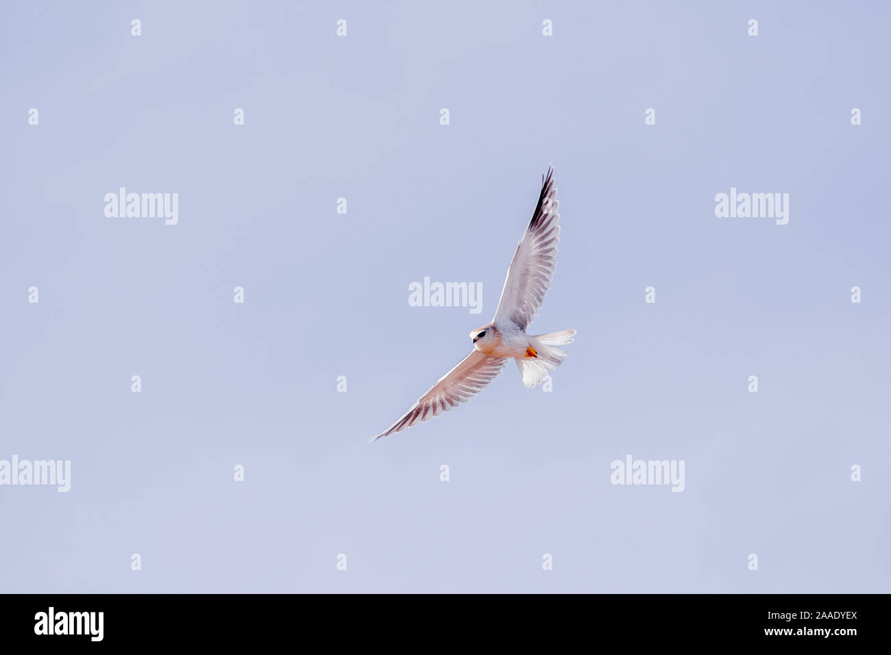 Mobbing in animals hi-res stock photography and images - Alamy