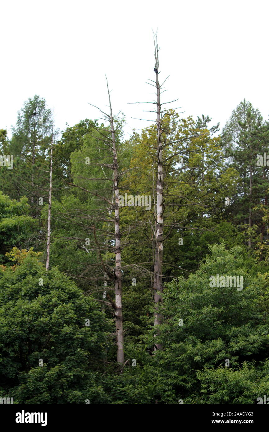Two old tall narrow barren trees without any leaves growing above dense ...