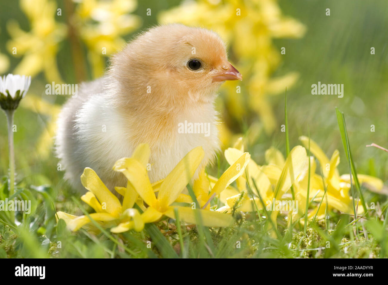 Huhnerkuken hi-res stock photography and images - Alamy