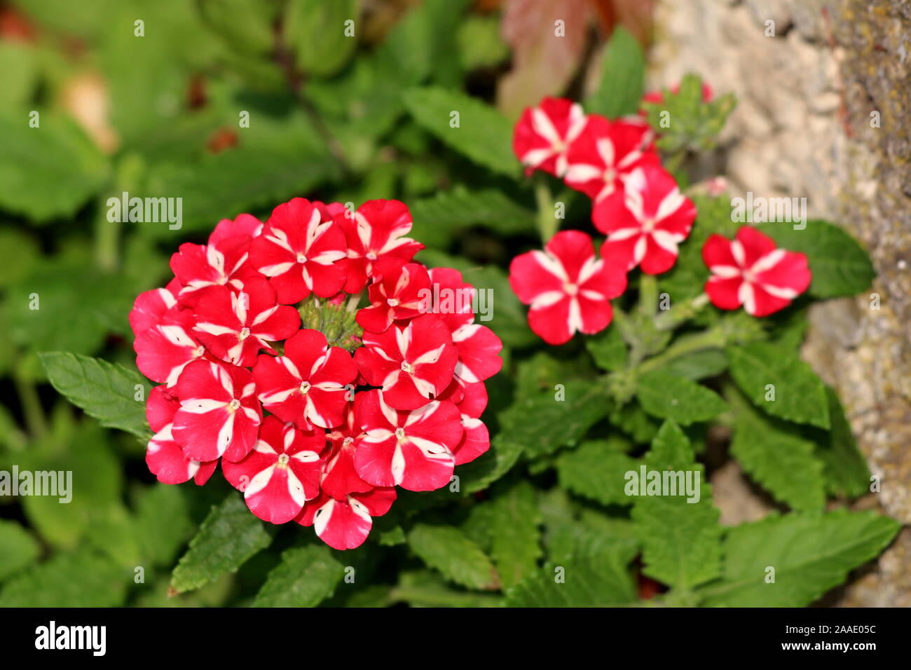 Verbena voodoo star hi-res stock photography and images - Alamy