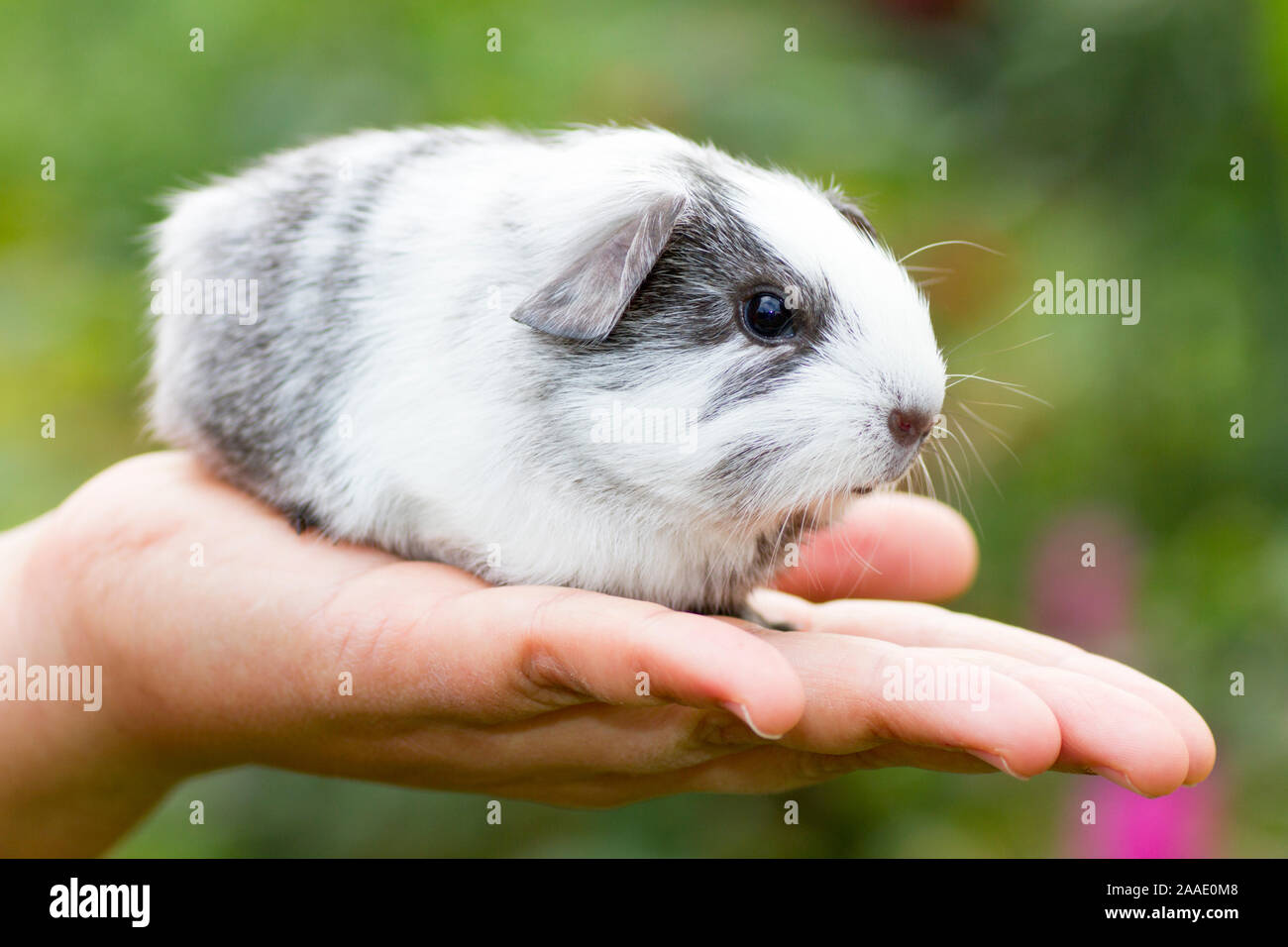 Solid silber agouti megpie hi-res stock photography and images - Alamy