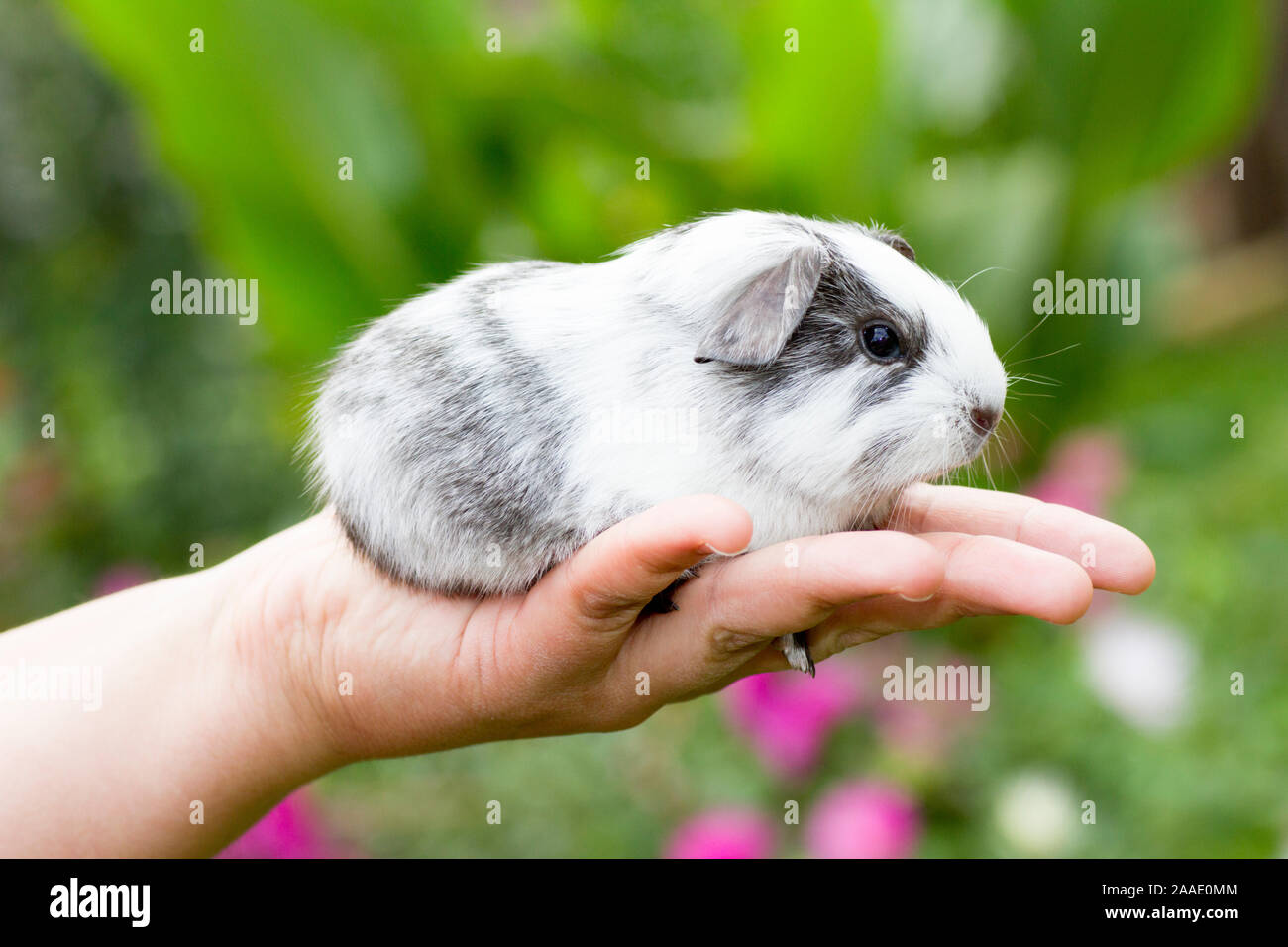 Solid silber agouti megpie hi-res stock photography and images - Alamy