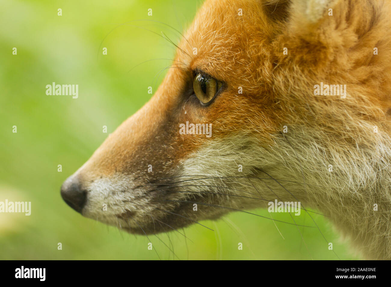 Ohrenstellen hi-res stock photography and images - Alamy