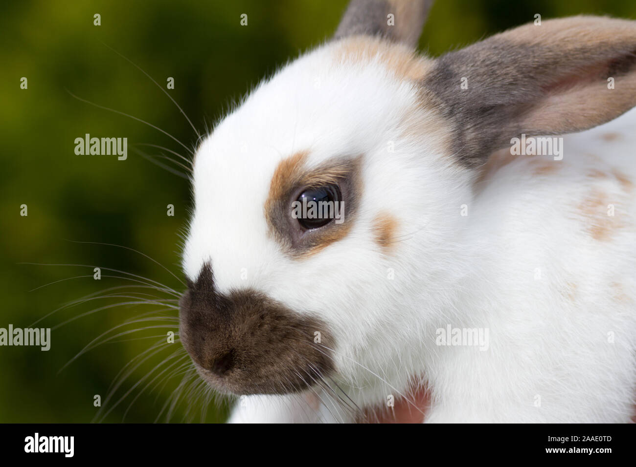 Kaninchen Englische Schecken thüringerfarbig Stock Photo - Alamy