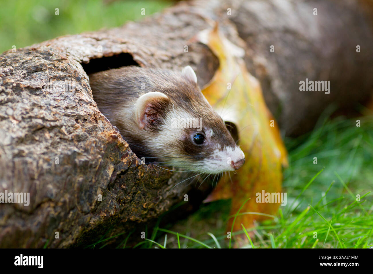 Frettchen hi-res stock photography and images - Alamy
